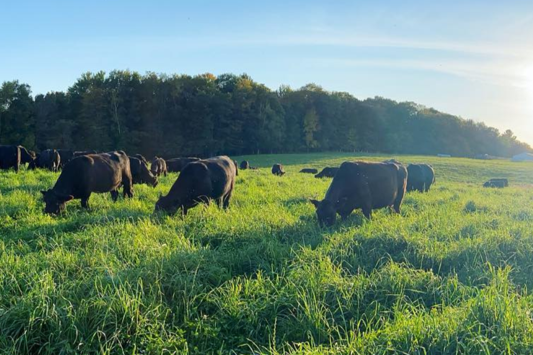 Shipping and FAQs | Apsey Farms